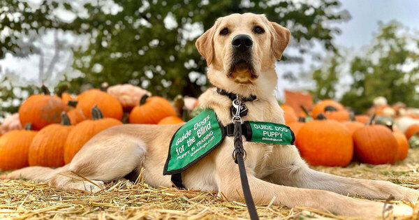 Donate | Guide Dogs for the Blind